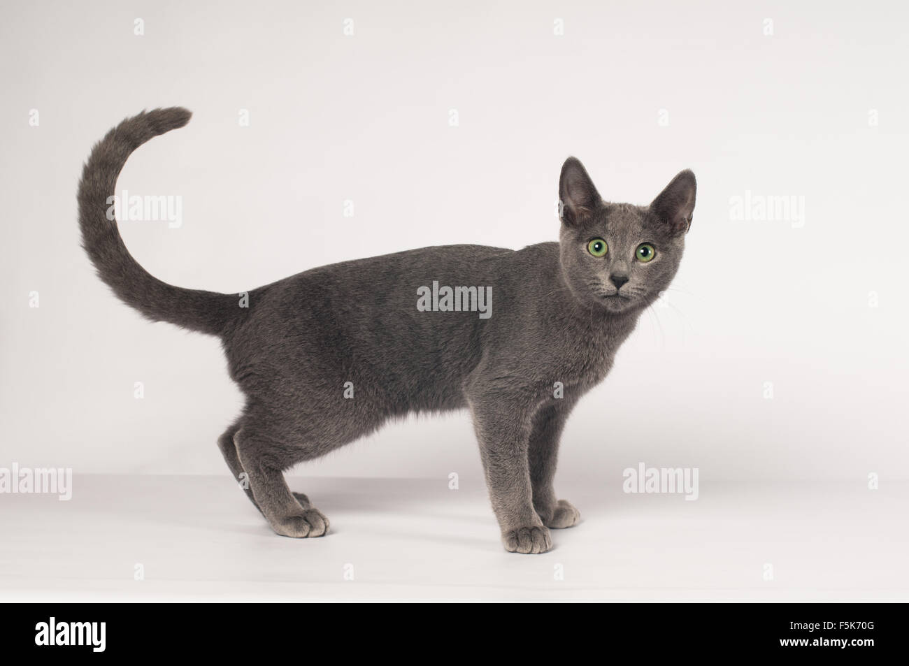 Russian blue purebred kitten Stock Photo - Alamy