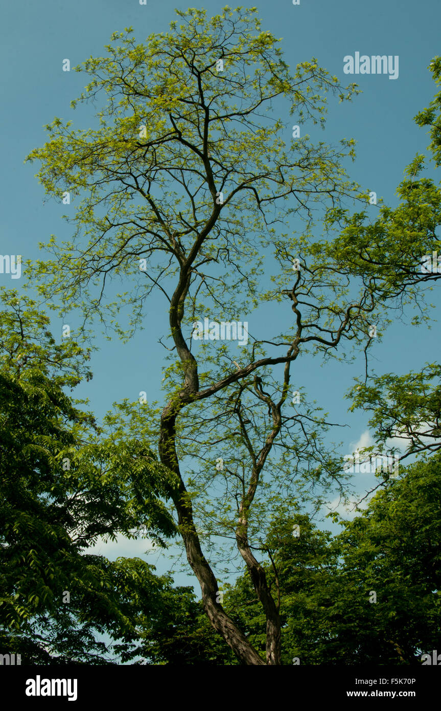 tree and branches Stock Photo - Alamy