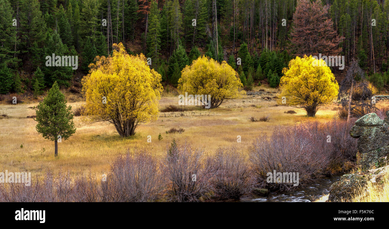 Panorama of trees in autumn Stock Photo - Alamy