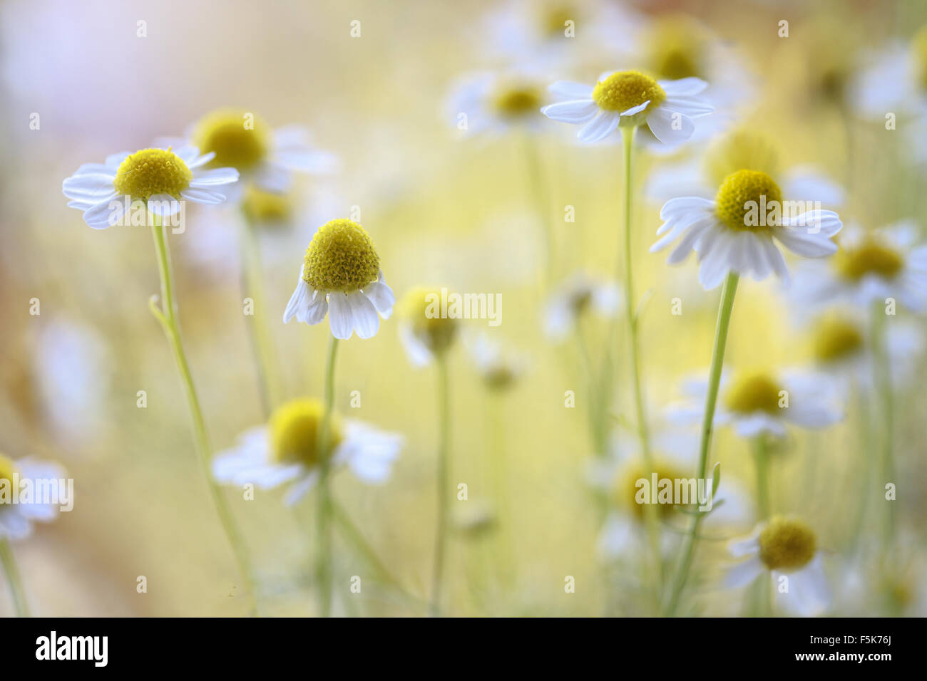 Dainty flowers hi-res stock photography and images - Alamy