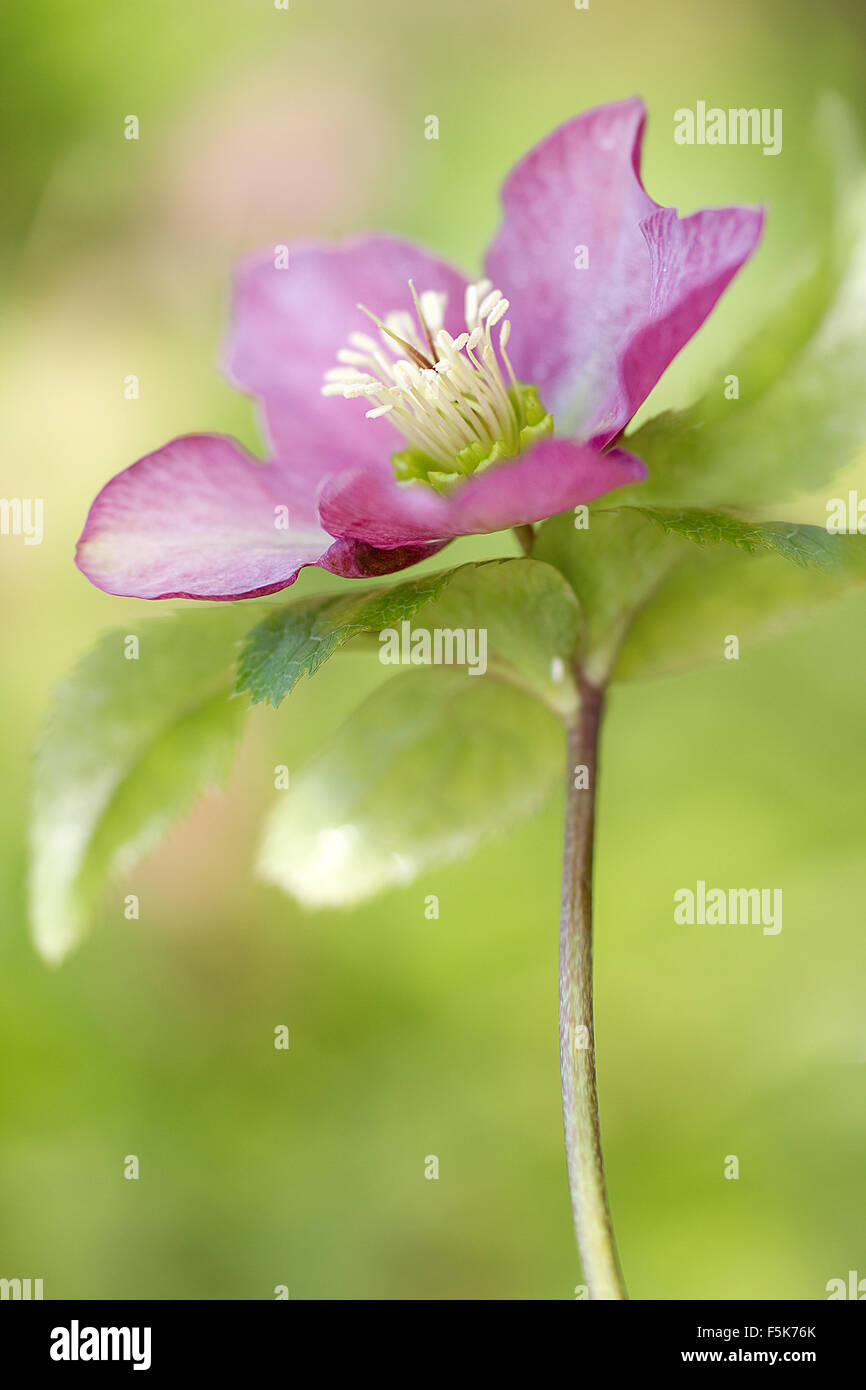 Close up of the Spring flowering Hellebore plant Stock Photo - Alamy