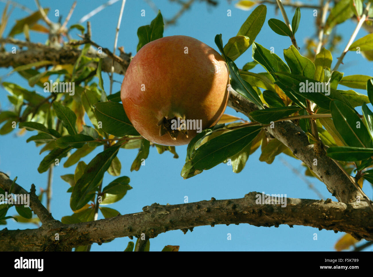 Close-up of a pomegranate growing on a tree Stock Photo - Alamy