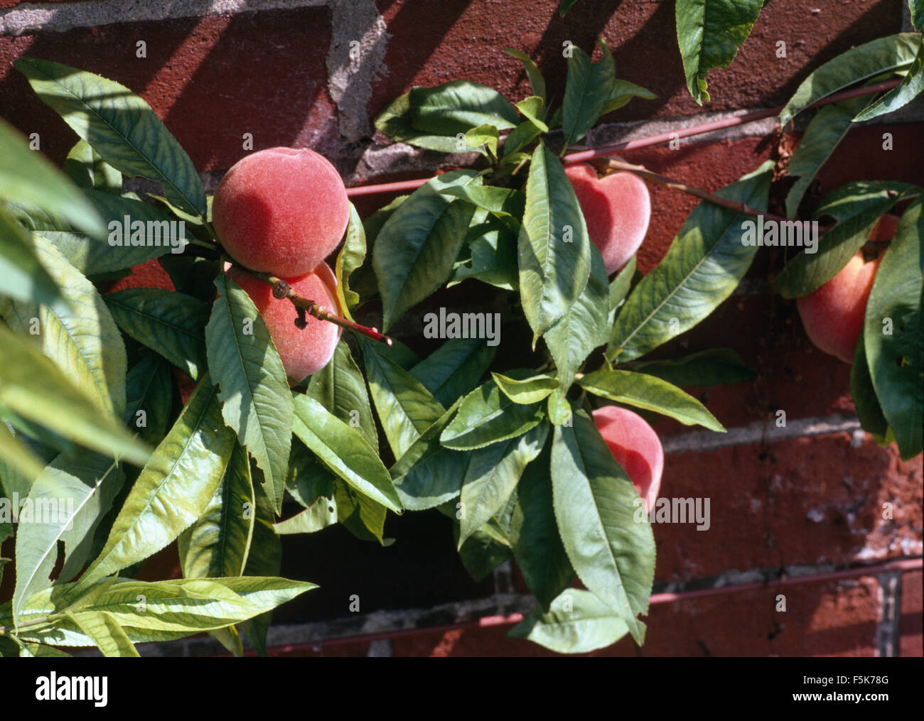 Peaches tree fruit hi-res stock photography and images - Alamy