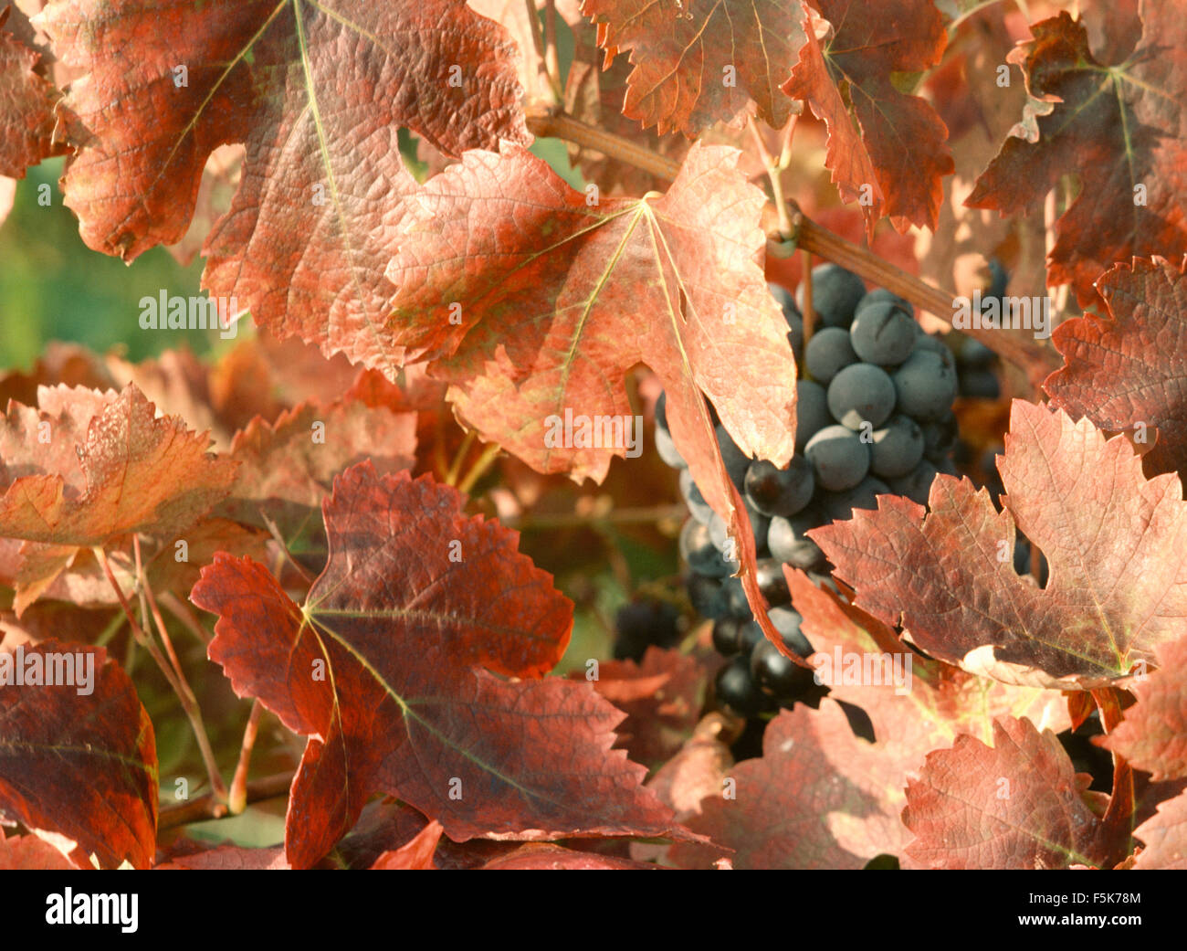 Autumn grapes leaves hi-res stock photography and images - Alamy