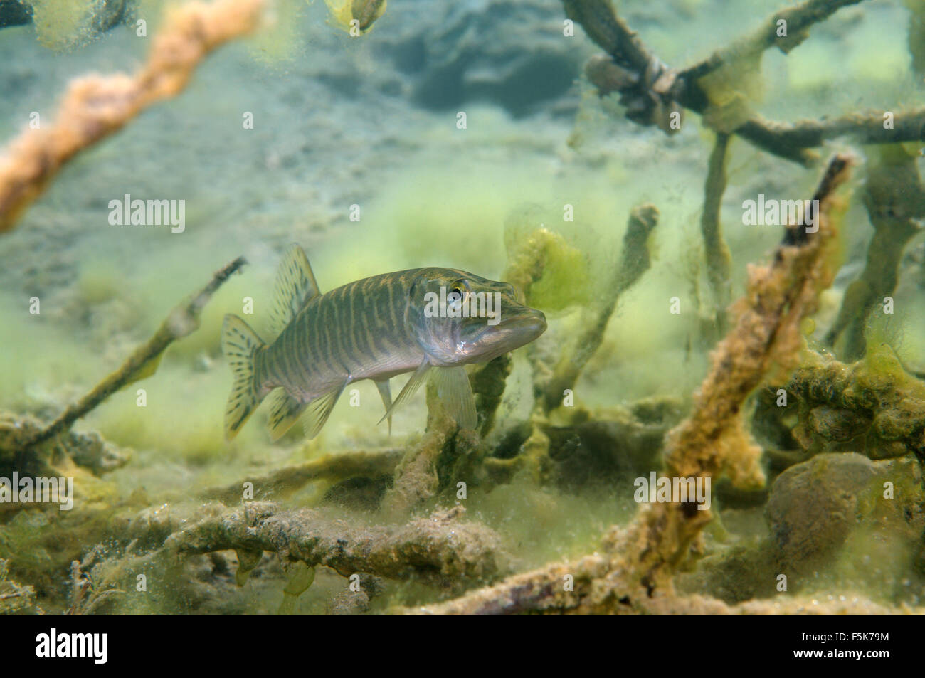 northern pike (Esox lucius) Hidden among the branches of submerged tree ...