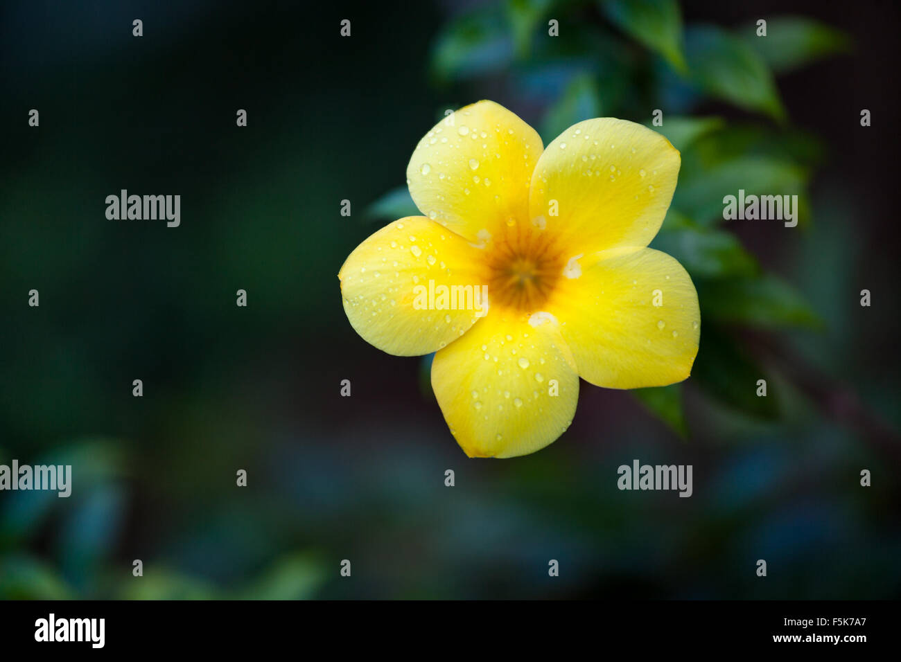 Allamanda flower hi-res stock photography and images - Alamy