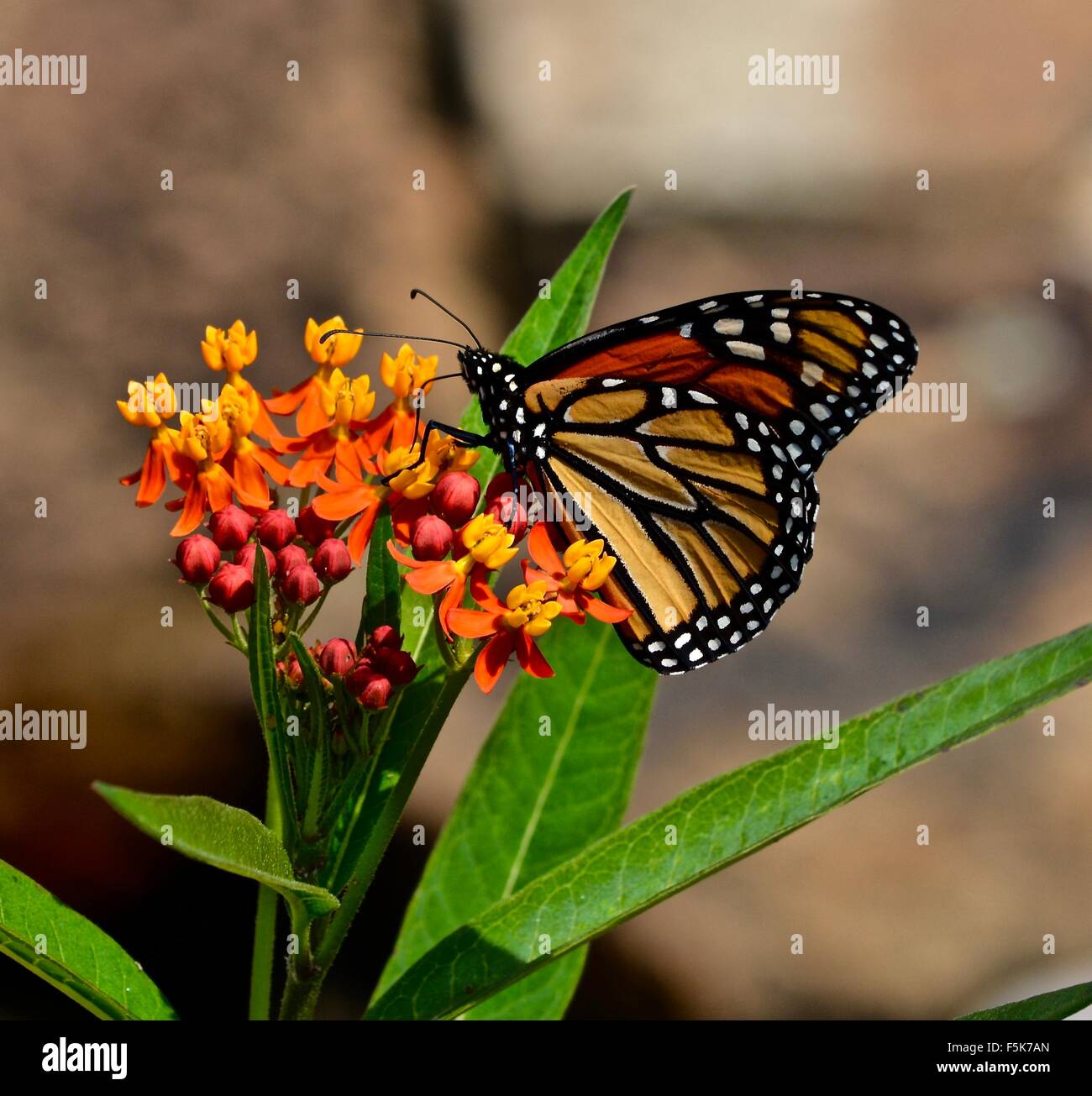 monarch butterfly on butterfly weed flower Stock Photo - Alamy