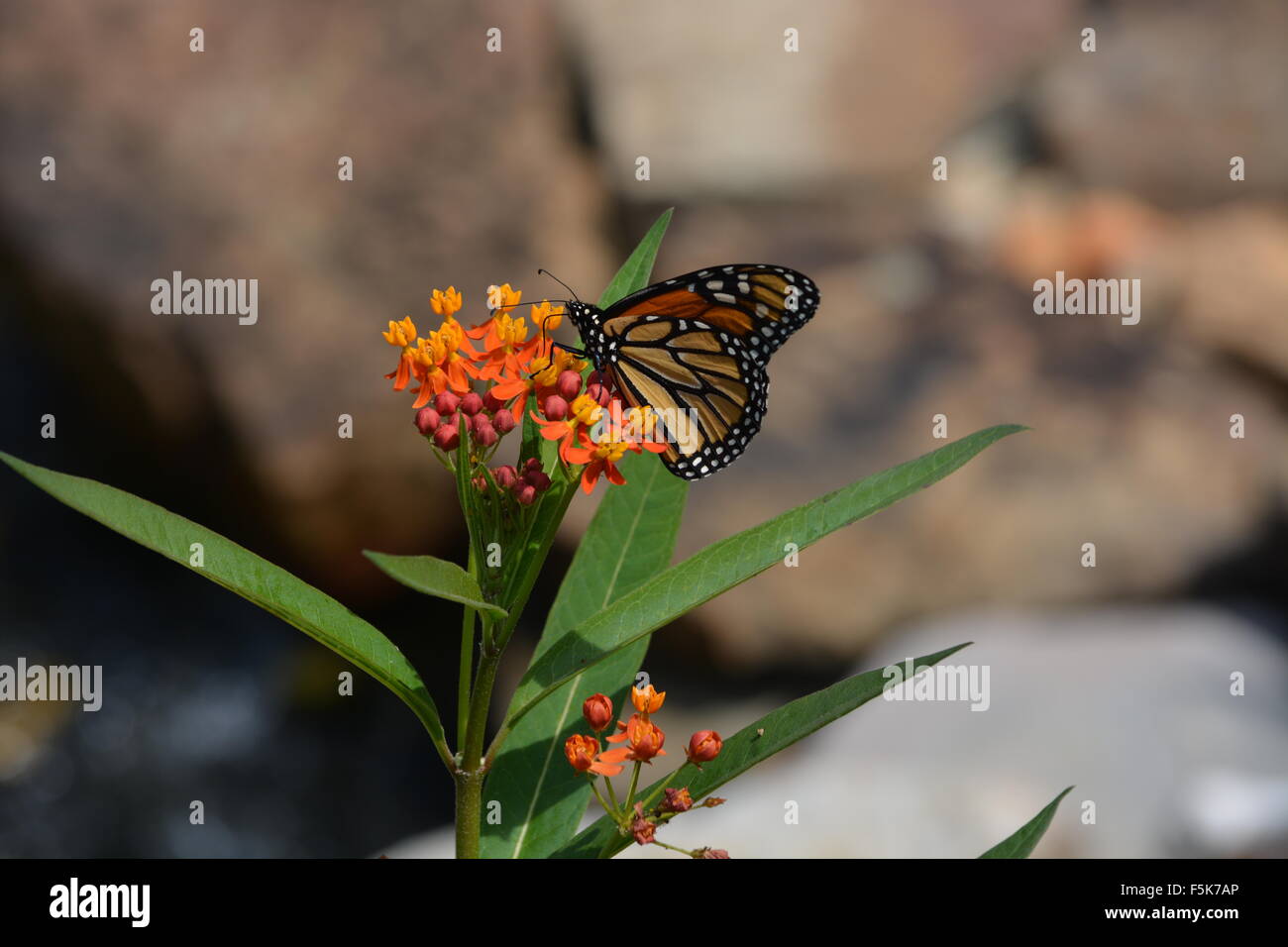 monarch butterfly on butterfly weed flower Stock Photo - Alamy