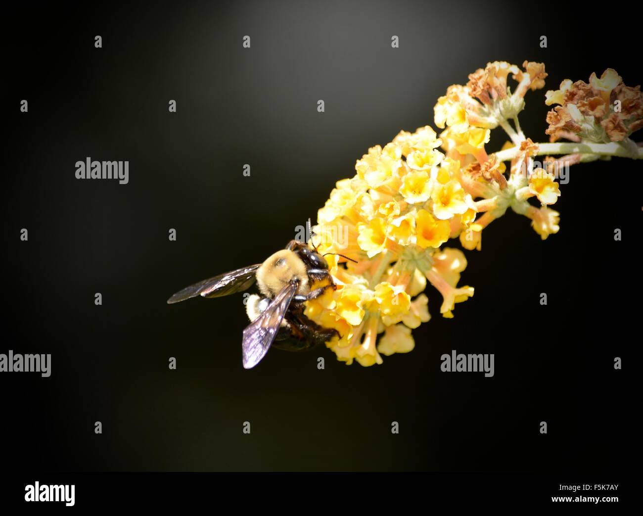 bumble bee on yellow butterfly flower Stock Photo - Alamy
