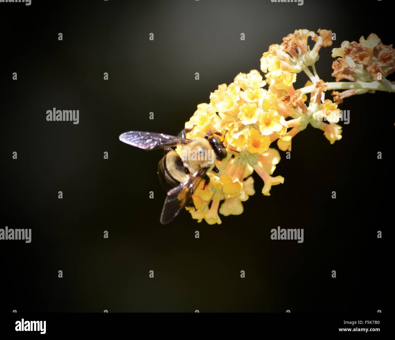 Bumble bee life hi-res stock photography and images - Alamy