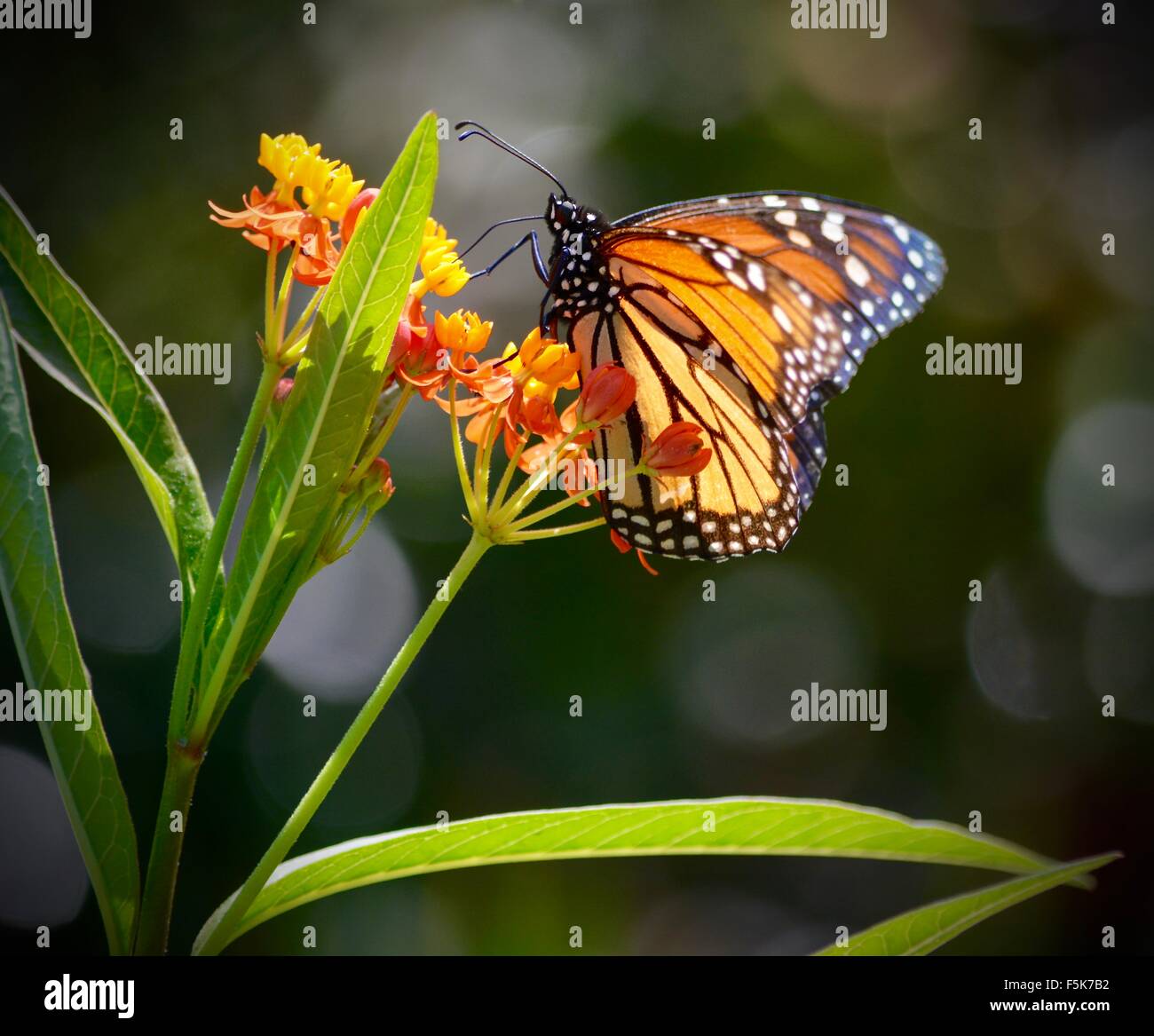 monarch butterfly on butterfly weed flower Stock Photo - Alamy