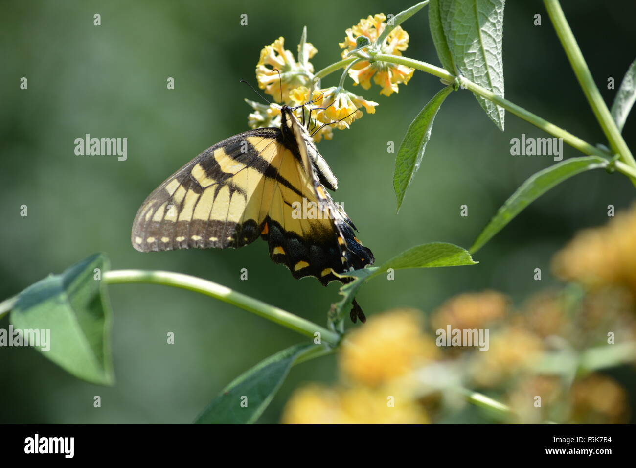 eastern tiger swallowtail butterfly on butterfly bush Stock Photo - Alamy