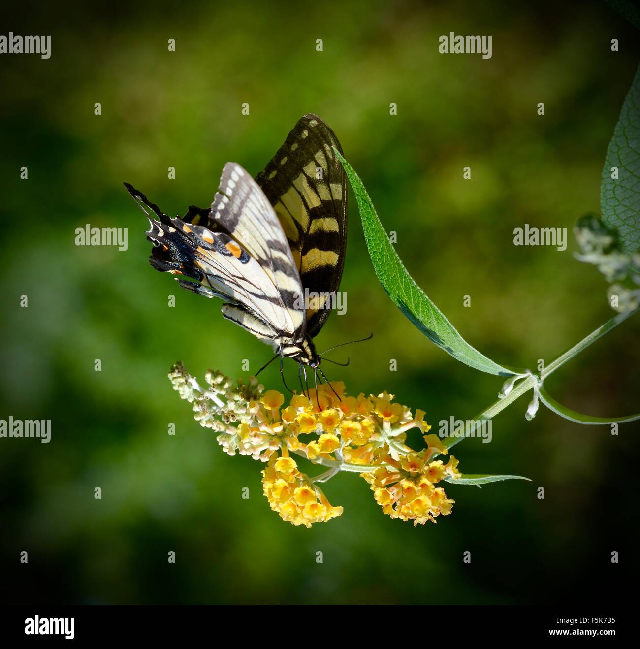 eastern tiger swallowtail butterfly on butterfly bush Stock Photo - Alamy