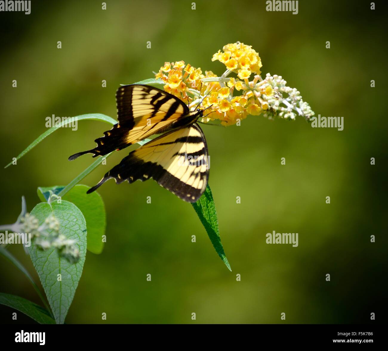 eastern tiger swallowtail butterfly on butterfly bush Stock Photo - Alamy