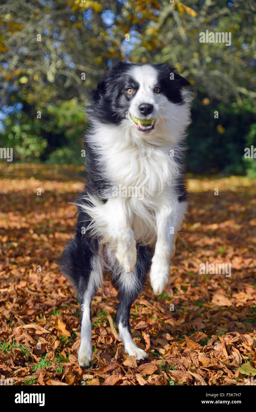 Border collie catching ball in autumn fall in park United Kingdom Stock ...