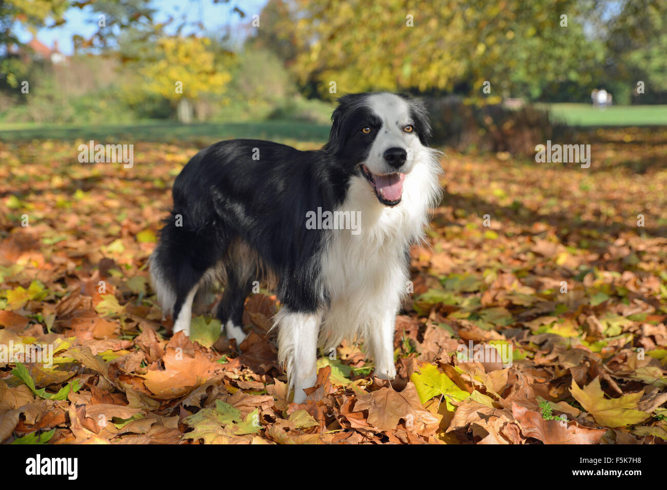 Border collie in autumn fall in park United Kingdom Stock Photo - Alamy