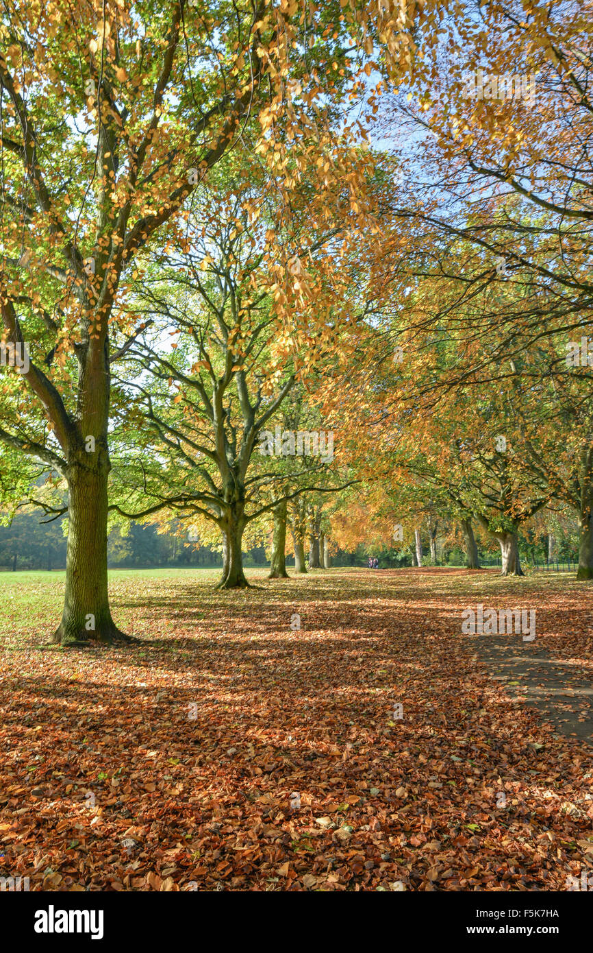 Row of trees uk hi-res stock photography and images - Alamy