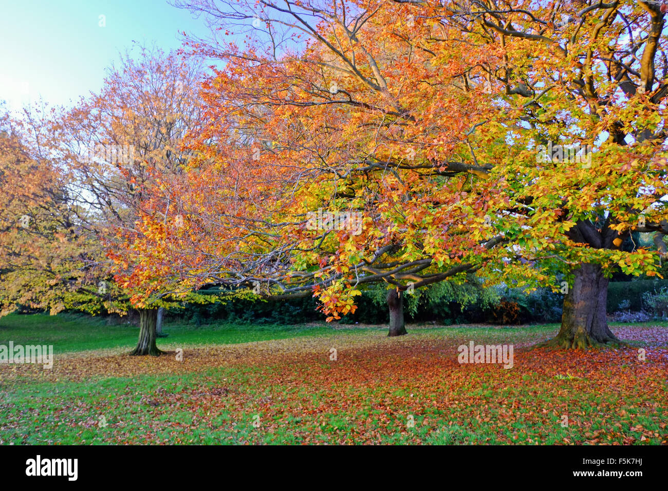 Fall foliage uk hi-res stock photography and images - Alamy