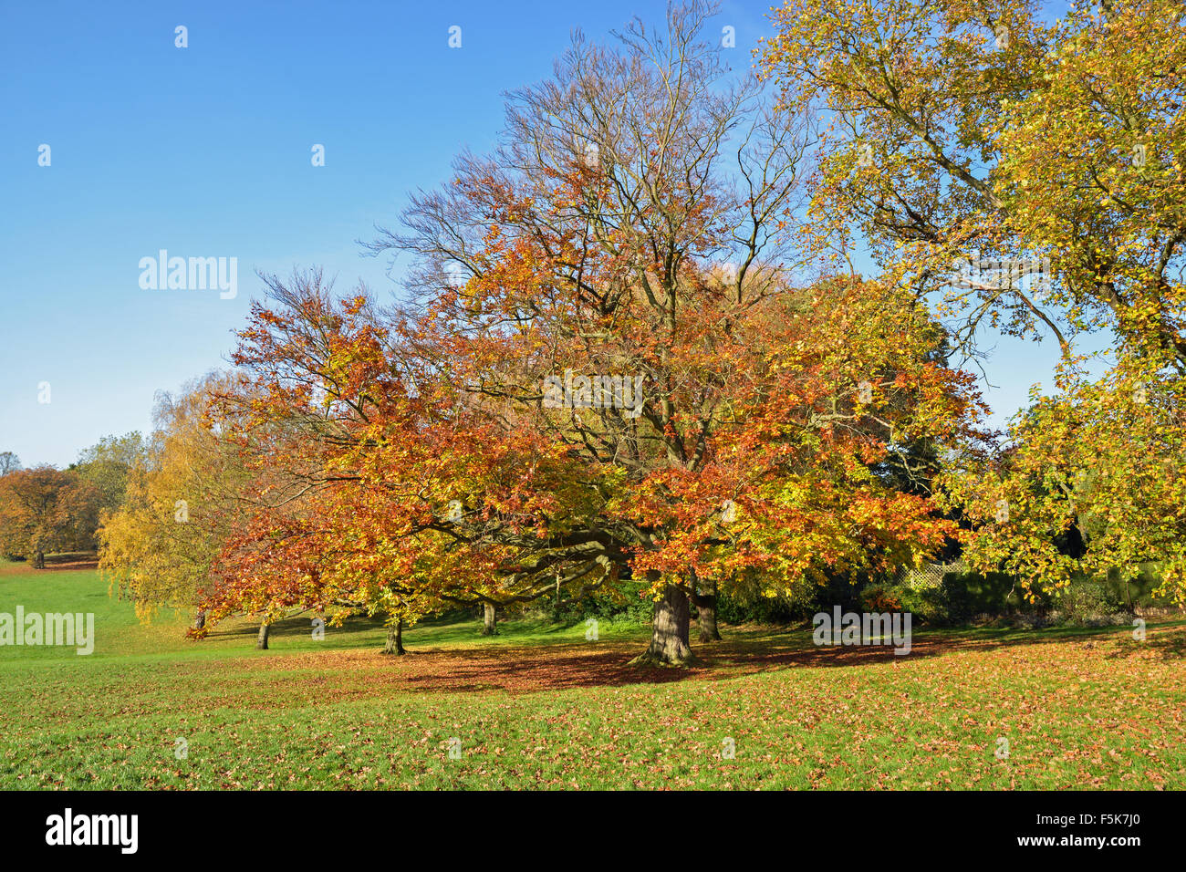 Fall tree images hi-res stock photography and images - Alamy