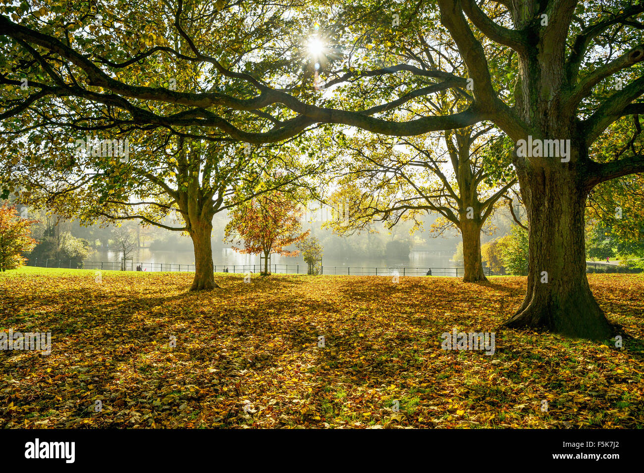 Autumn backlit scene in park United Kingdom Stock Photo - Alamy