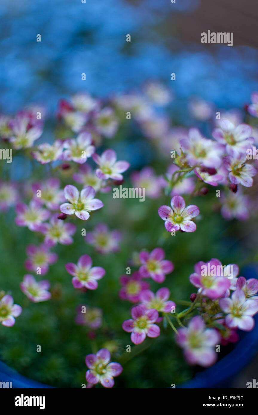 Multiple tiny flowers hi-res stock photography and images - Alamy