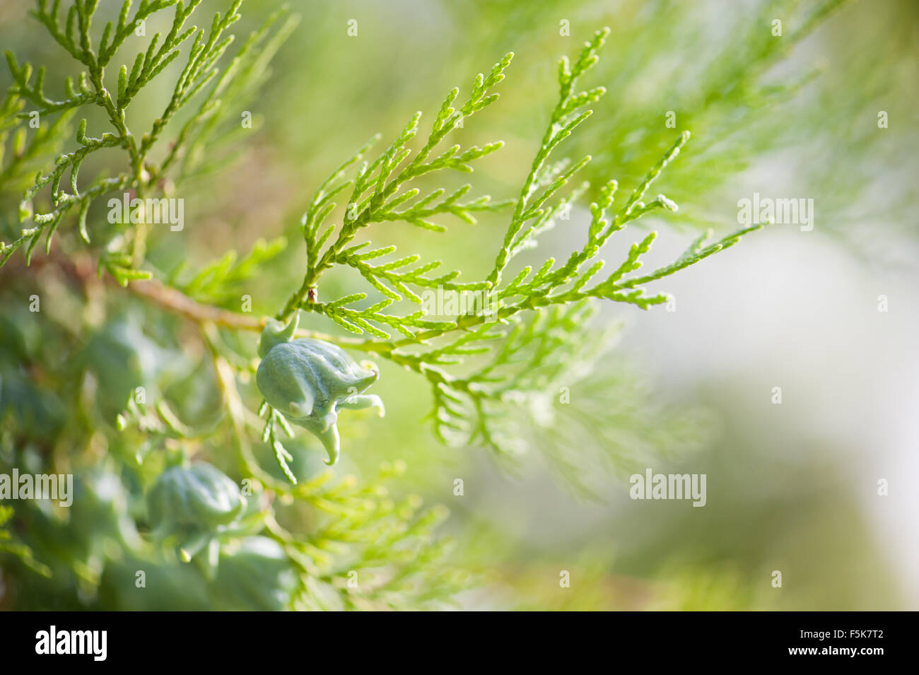 Thuja Cone High Resolution Stock Photography and Images - Alamy