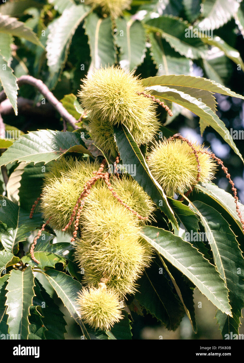 Close-up of sweet chestnuts growing on tree Stock Photo - Alamy