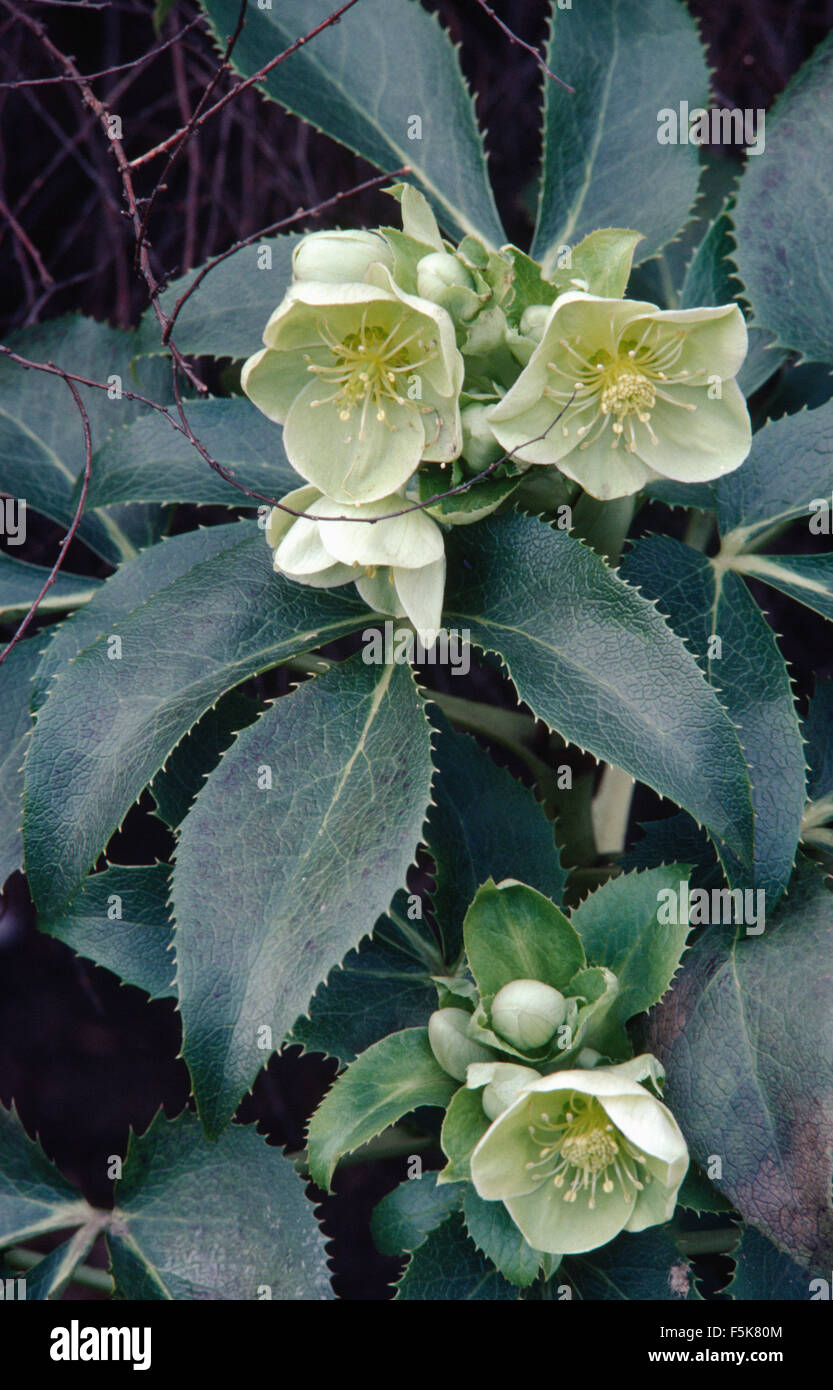 Lividus hi-res stock photography and images - Alamy