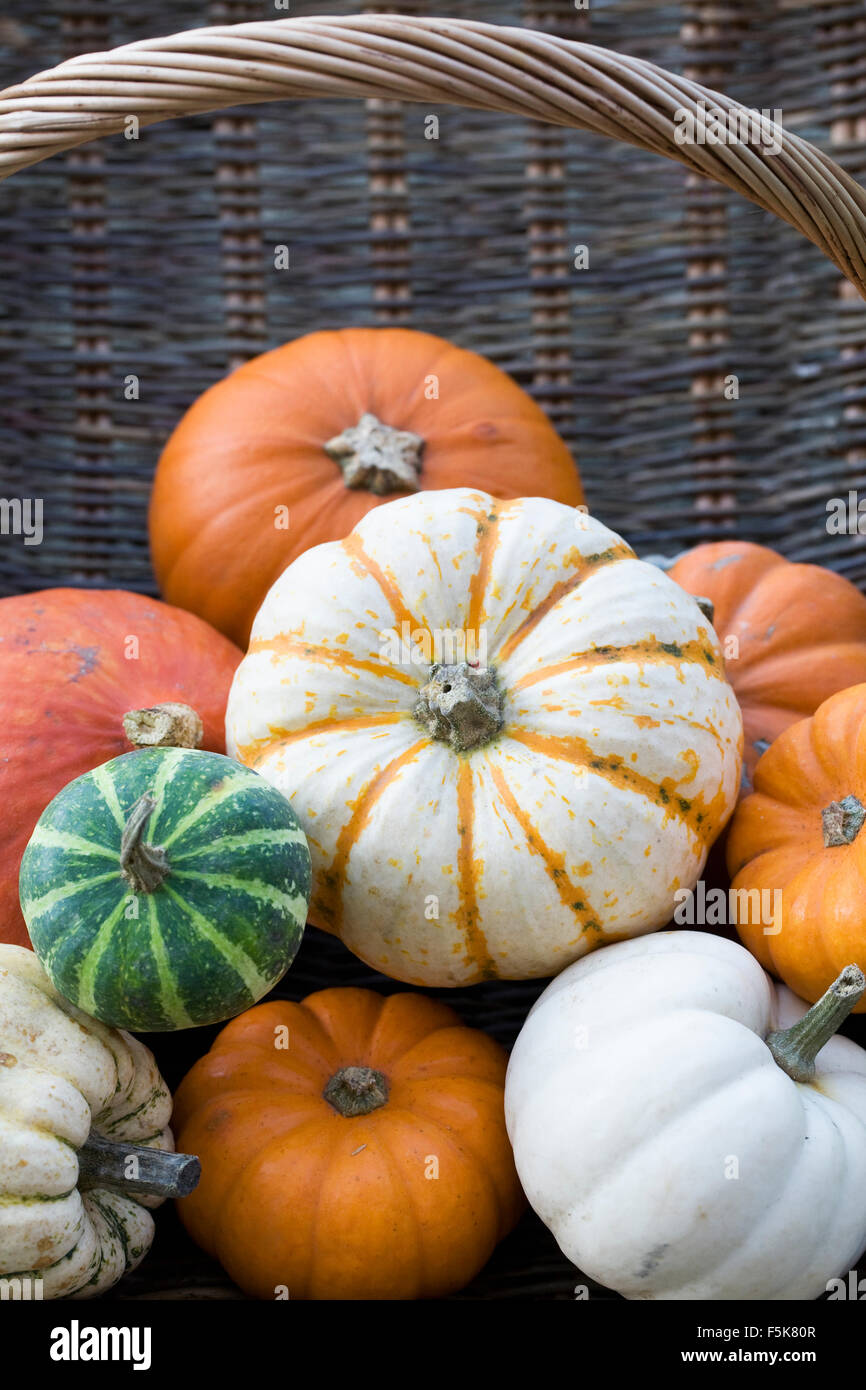 Cucurbita maxima. Basket of assorted squashes and pumpkins Stock Photo ...