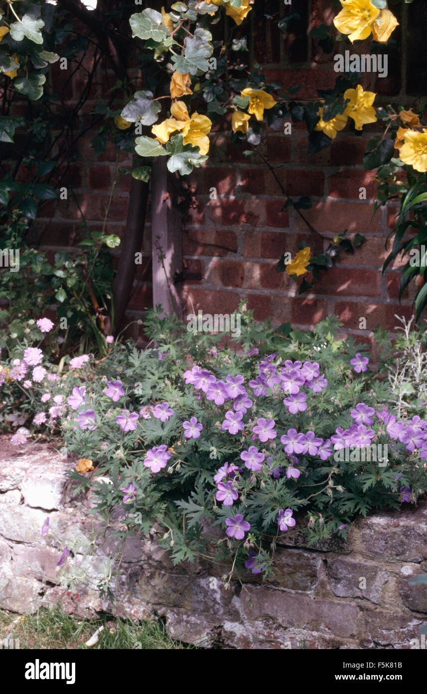 Yellow fremontodendron on brick wall above pale blue geraniums in a ...