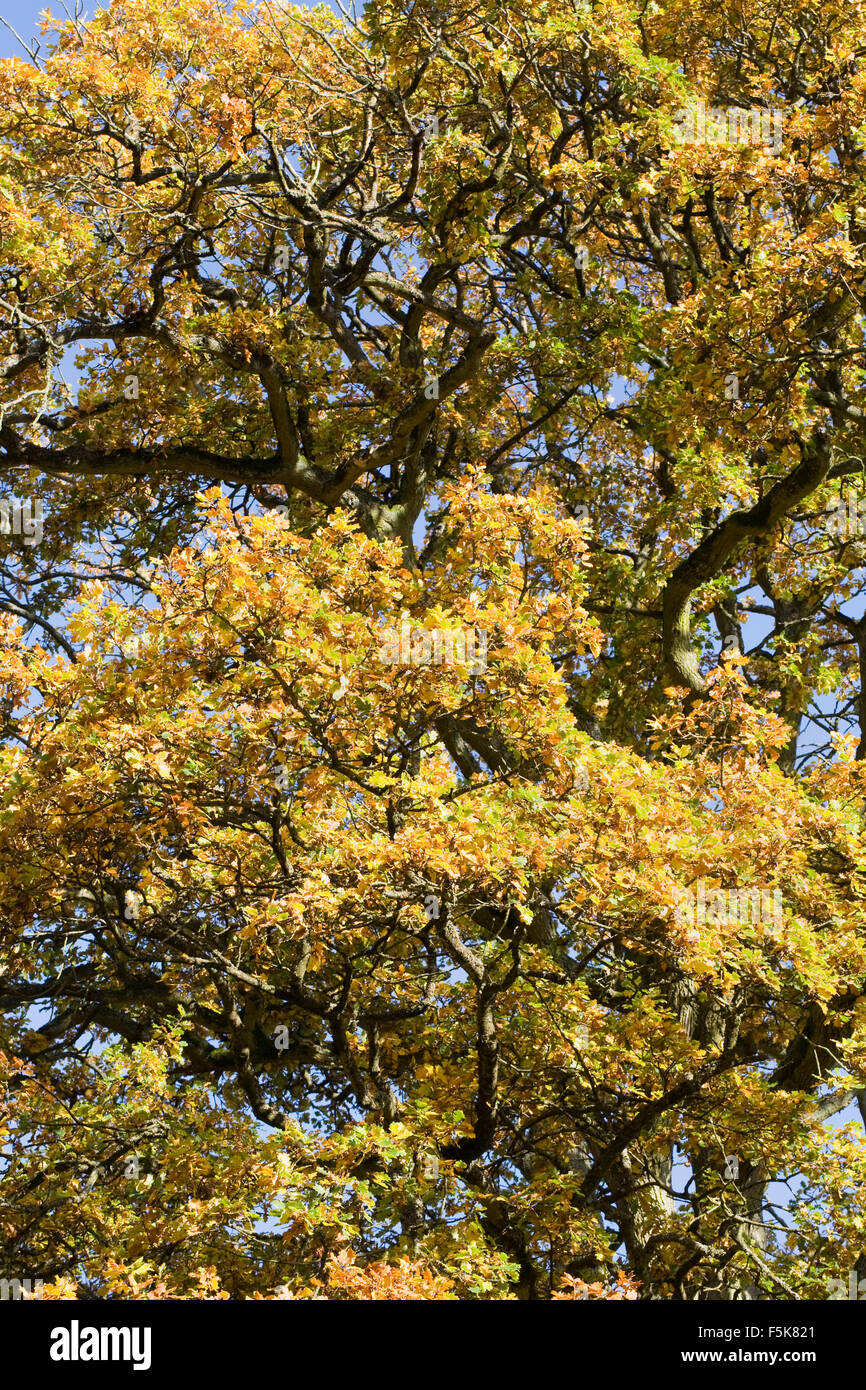 Oak trees in november hi-res stock photography and images - Alamy