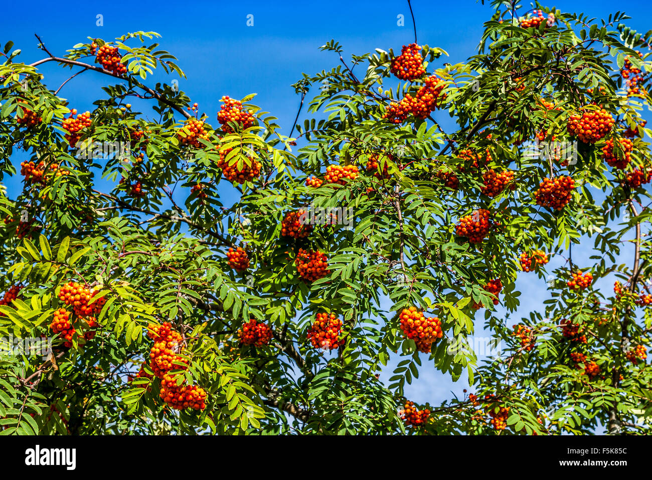 Rowan tree with red berries and leaves Stock Photo - Alamy