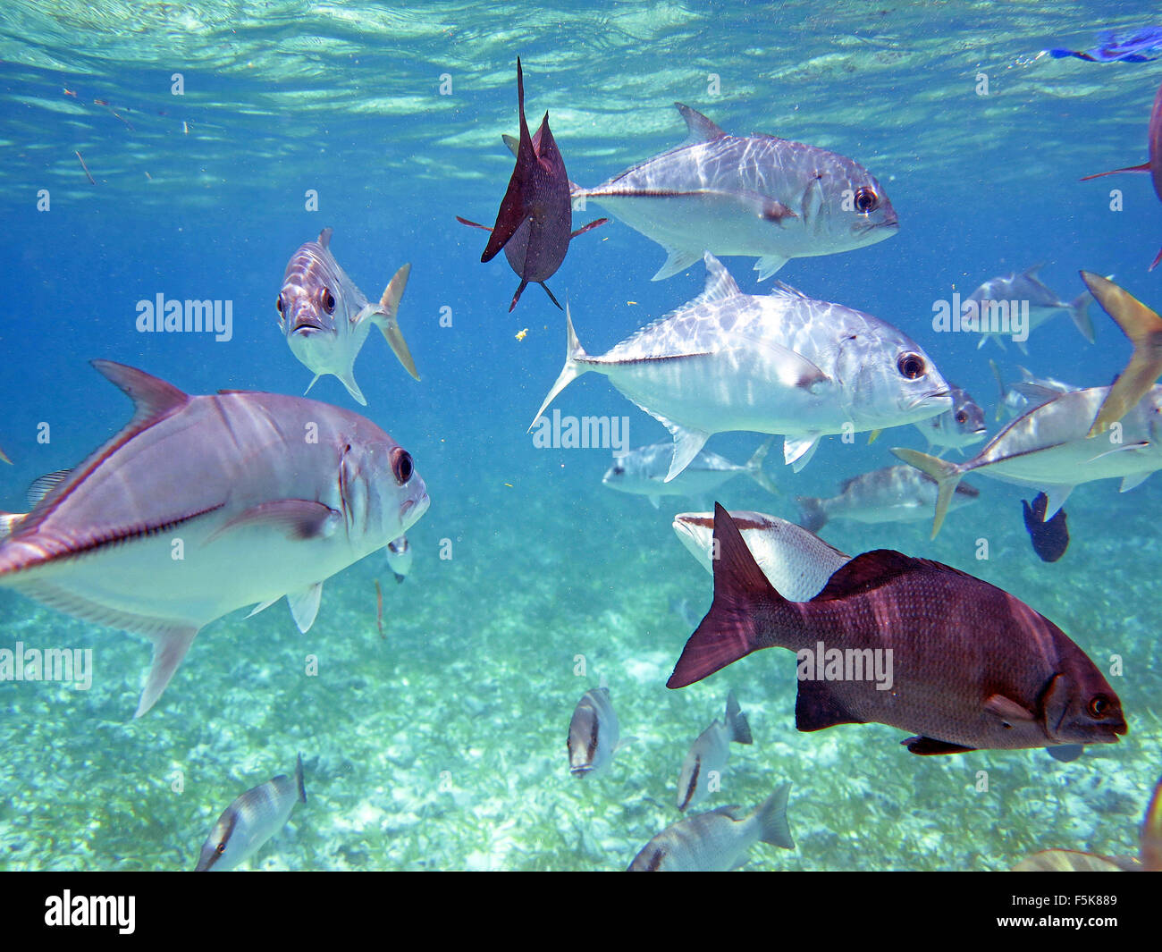 Caye Caulker, Belize. 18th Apr, 2012. Various species of fish surround ...