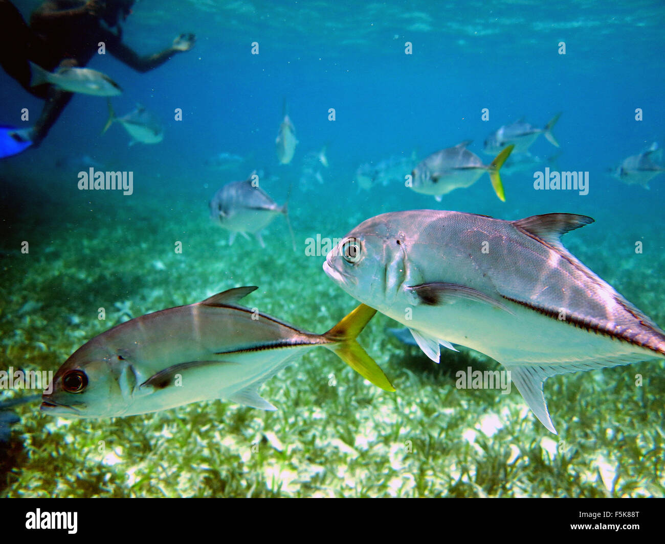 Caye Caulker, Belize. 18th Apr, 2012. Yellow Tail Snapper at Belize ...