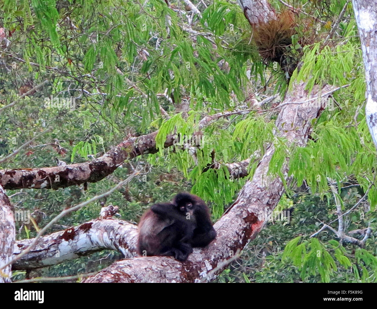 Monkeys live in trees hi-res stock photography and images - Alamy