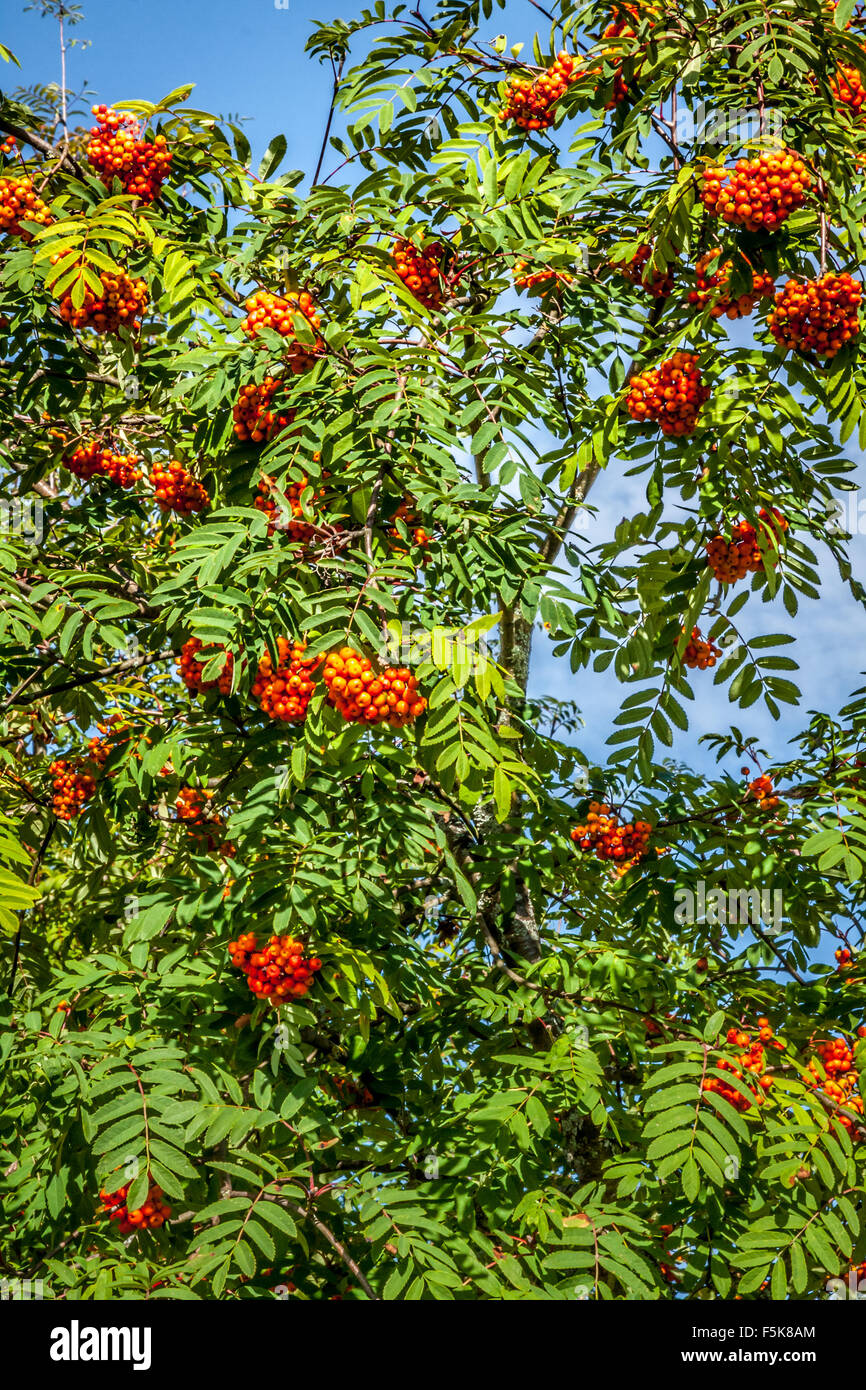 Rowan tree with red berries and leaves Stock Photo - Alamy