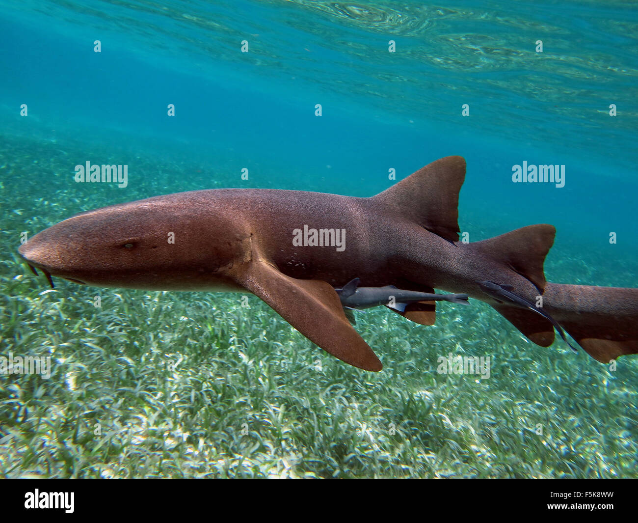 Caye Caulker, Belize. 18th Apr, 2012. Nurse Shark at Belize Barrier ...