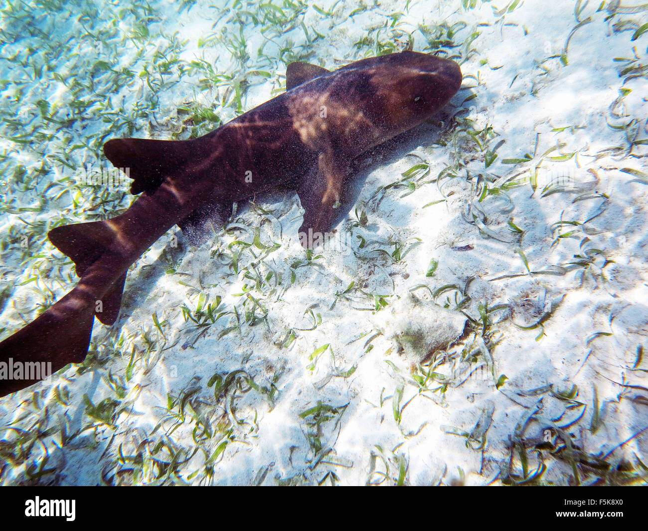 Caye Caulker, Belize. 18th Apr, 2012. Nurse Shark at Belize Barrier ...