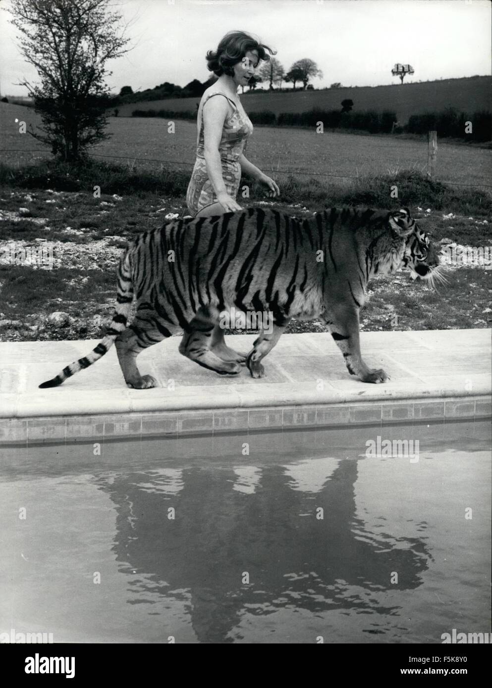 1968 - Suki The Tiger After A Bath Walking With Trainer © Keystone ...