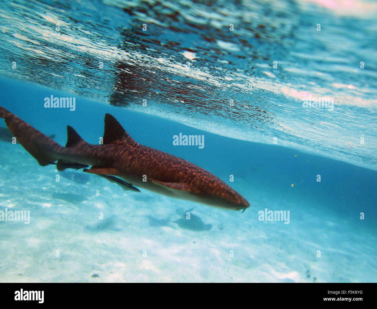 Caye Caulker, Belize. 18th Apr, 2012. Nurse Shark at Belize Barrier ...