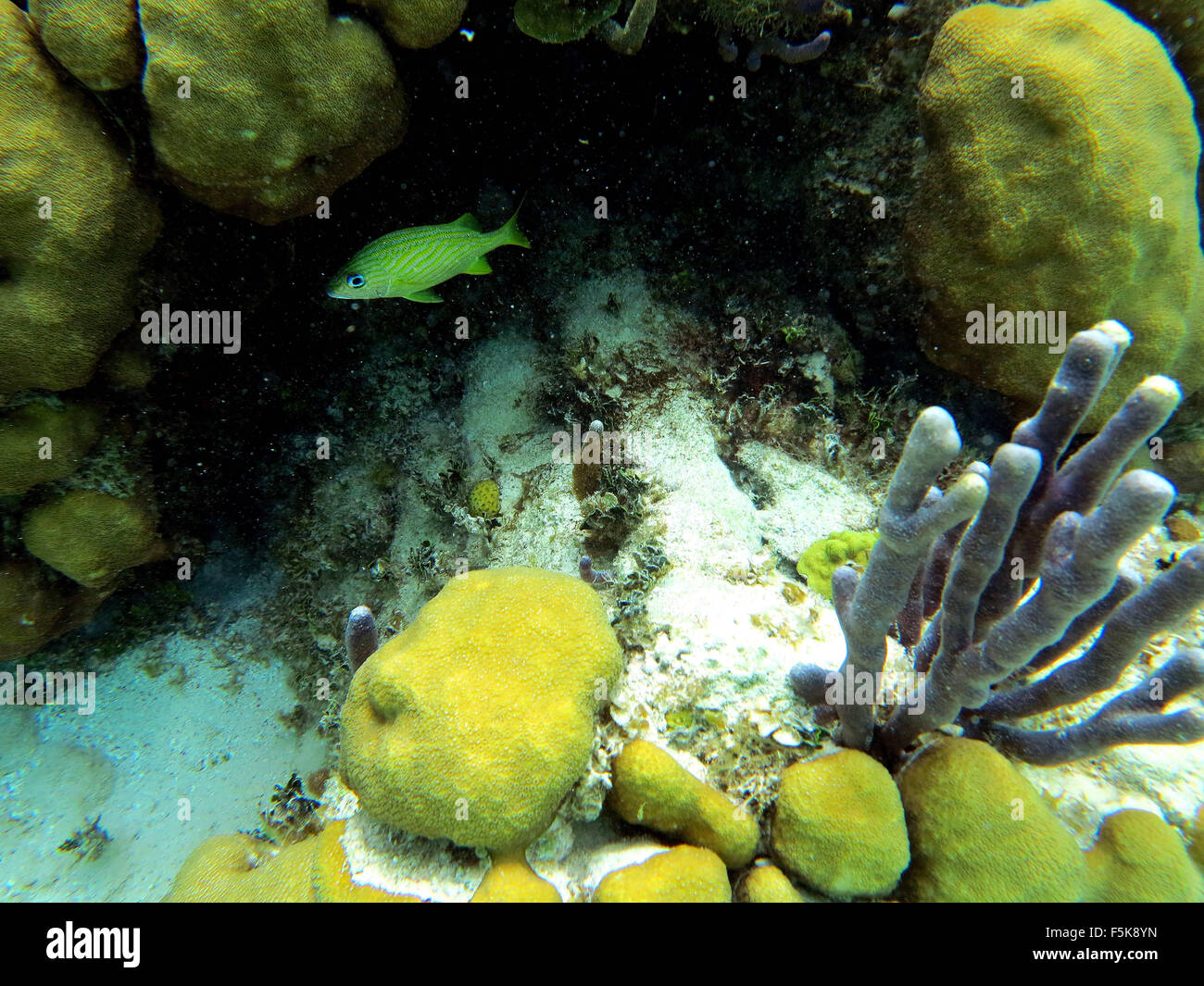 Coral rogers hi-res stock photography and images - Alamy