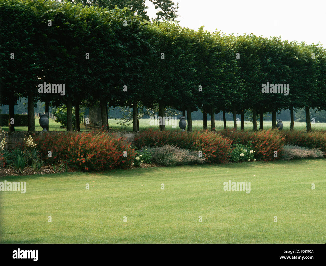 Pleached hi-res stock photography and images - Alamy