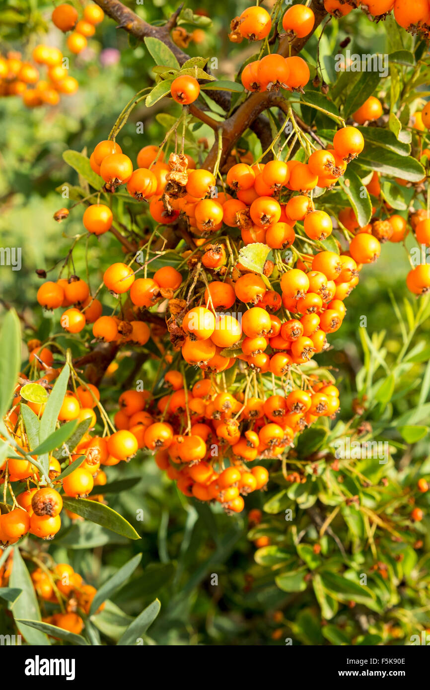 Mastic shrub loaded with many ripe berries Stock Photo - Alamy