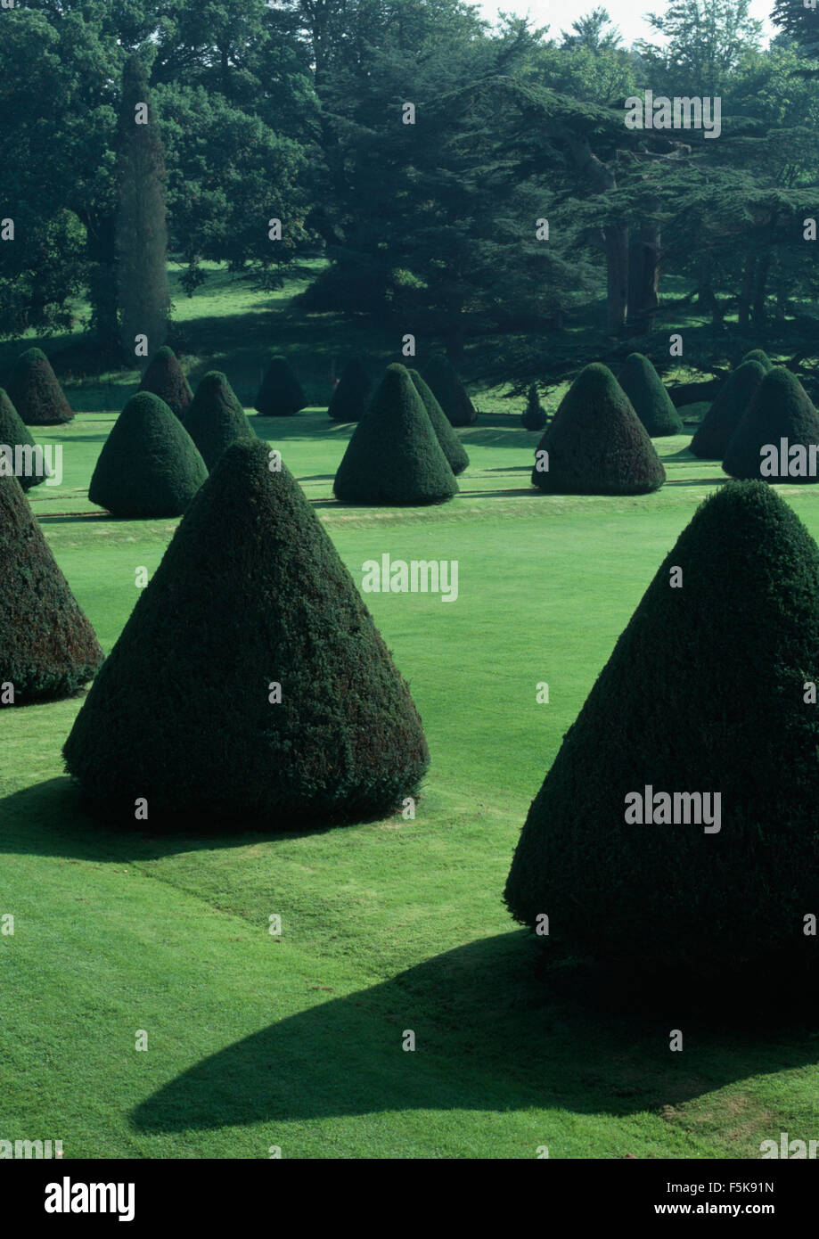 Topiary yew trees clipped into pyramids on lawn in large country garden ...