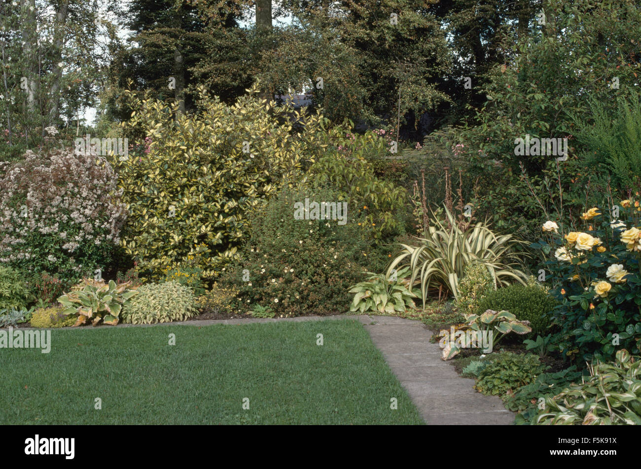 Eleagnus and variegated Agave with yellow roses in summer borders ...