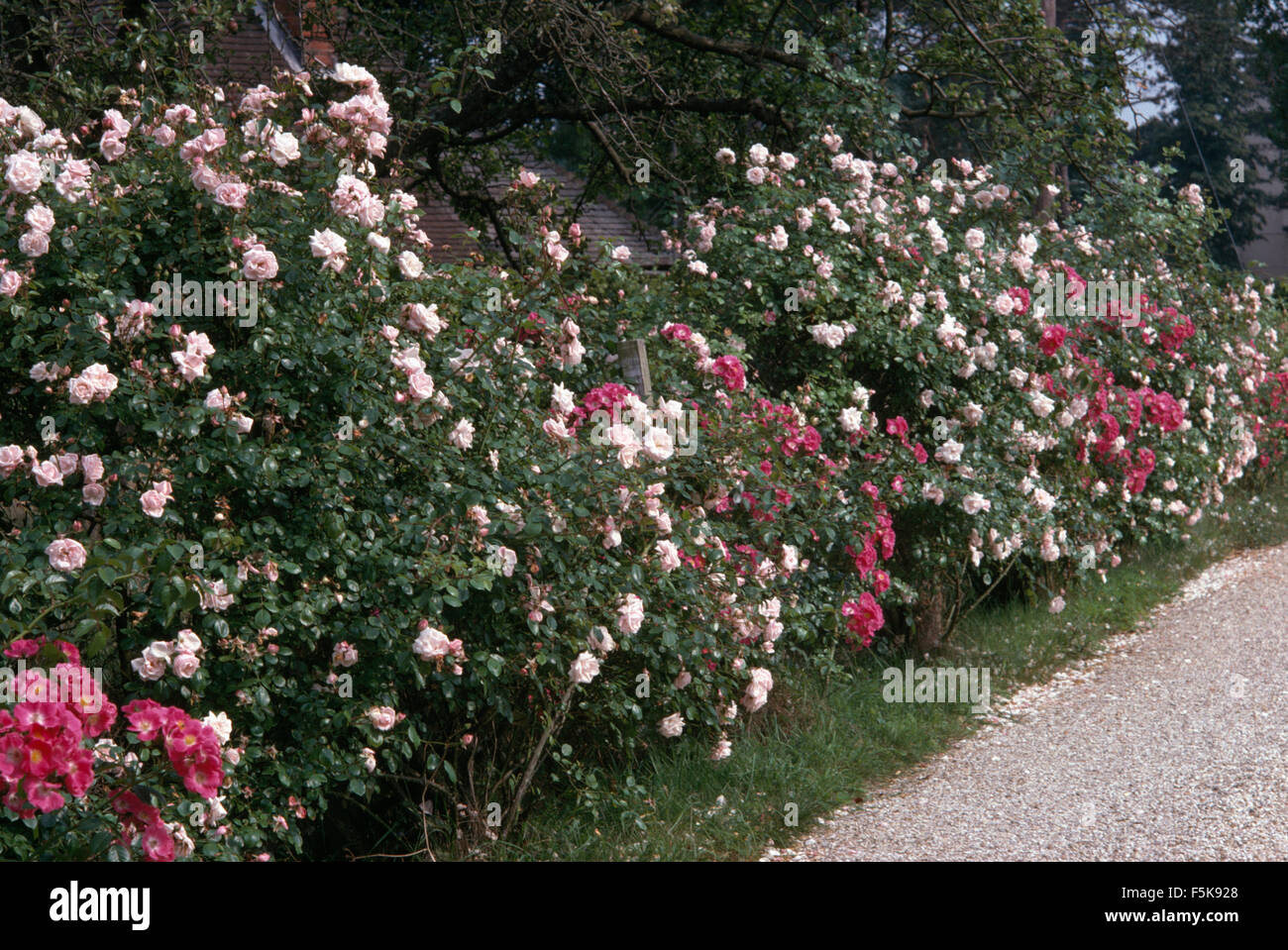 Pink rose hedge in a large country garden Stock Photo - Alamy