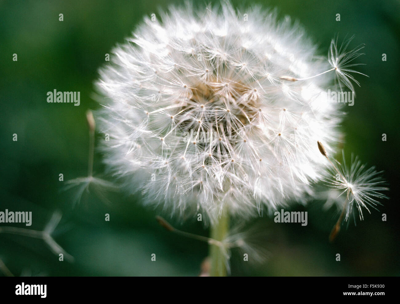 Dandelion clock hi-res stock photography and images - Alamy