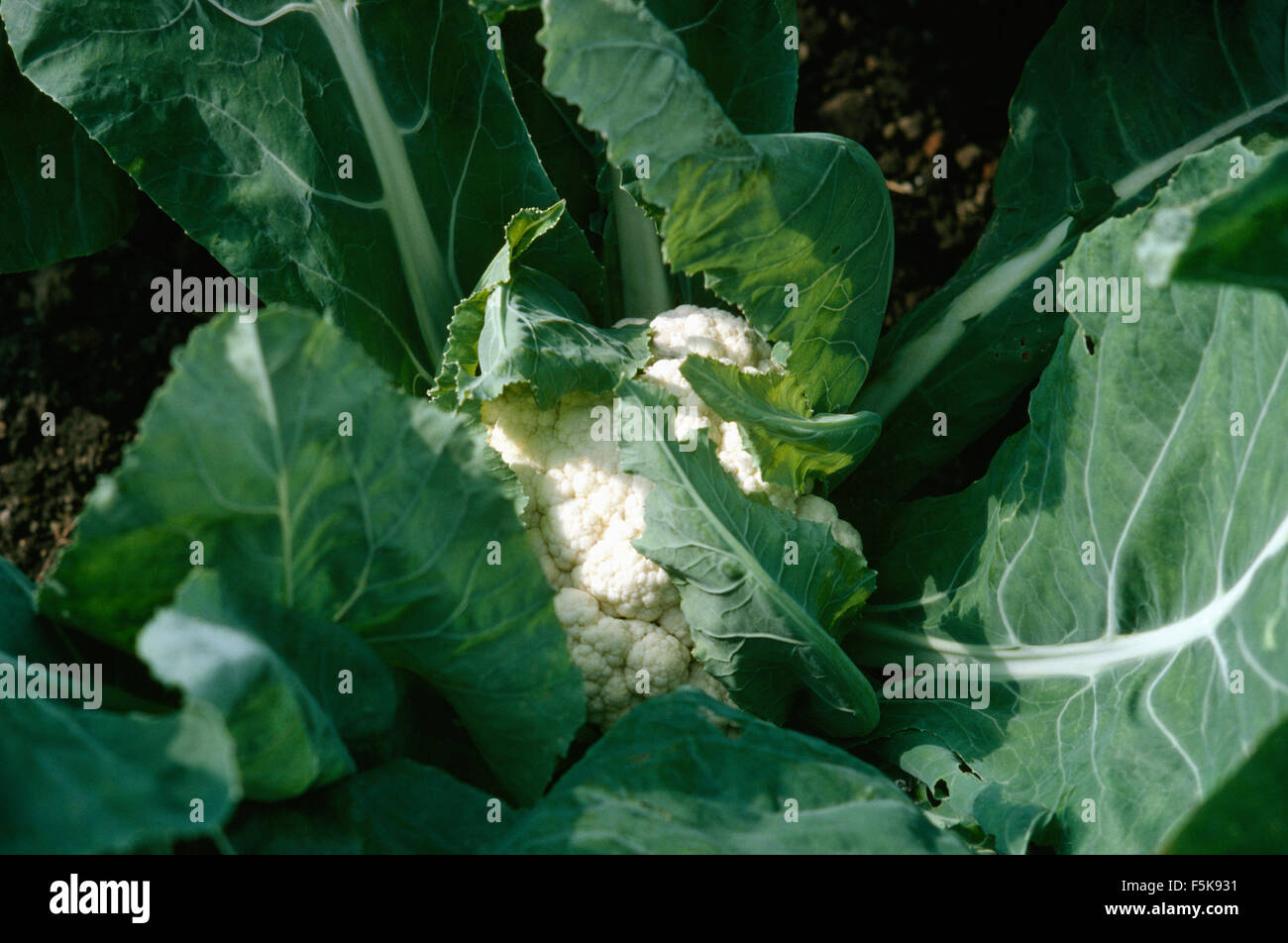 Cauliflower plants hi-res stock photography and images - Alamy