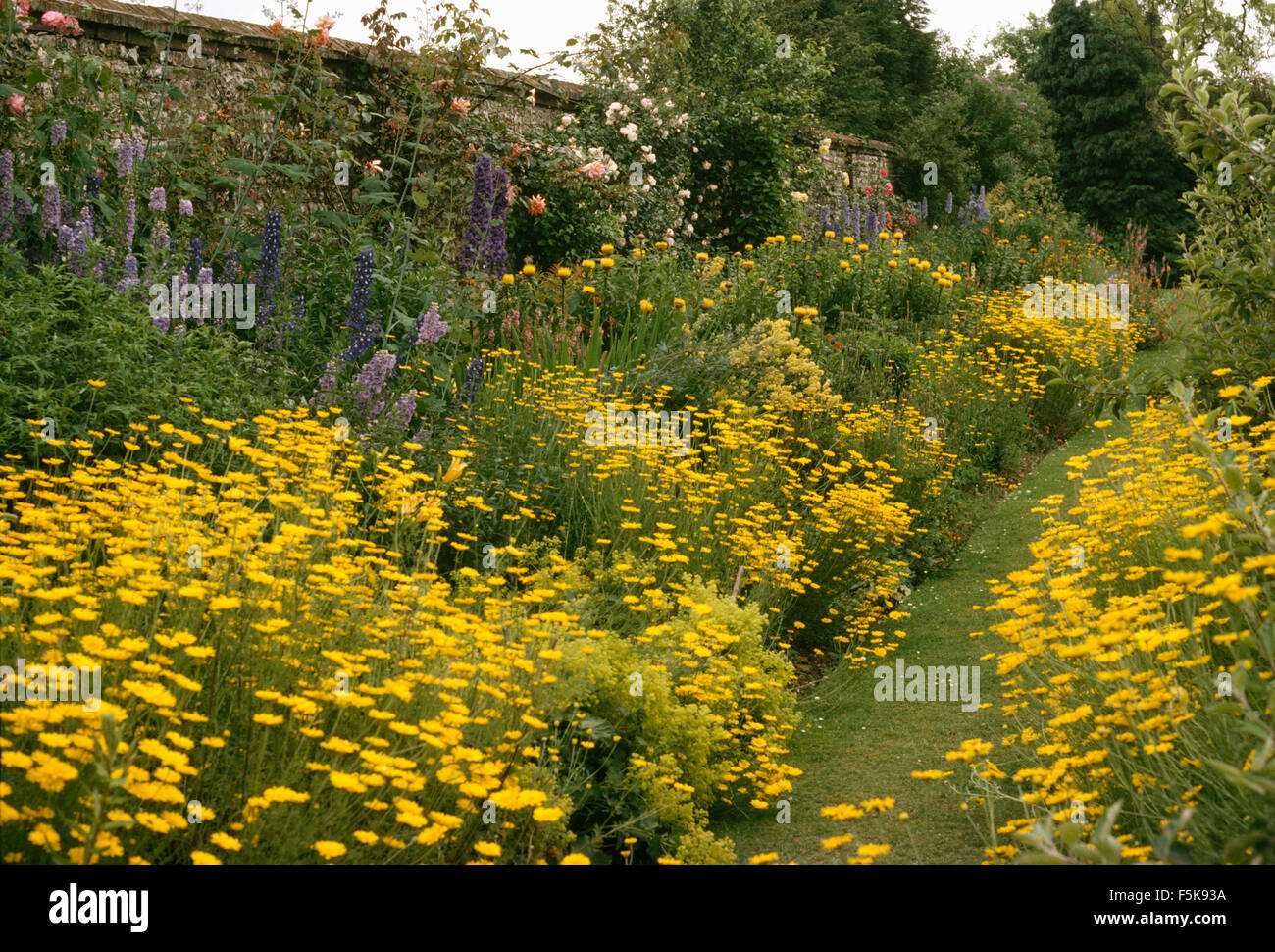 Delphiniums herbaceous border hi-res stock photography and images - Alamy