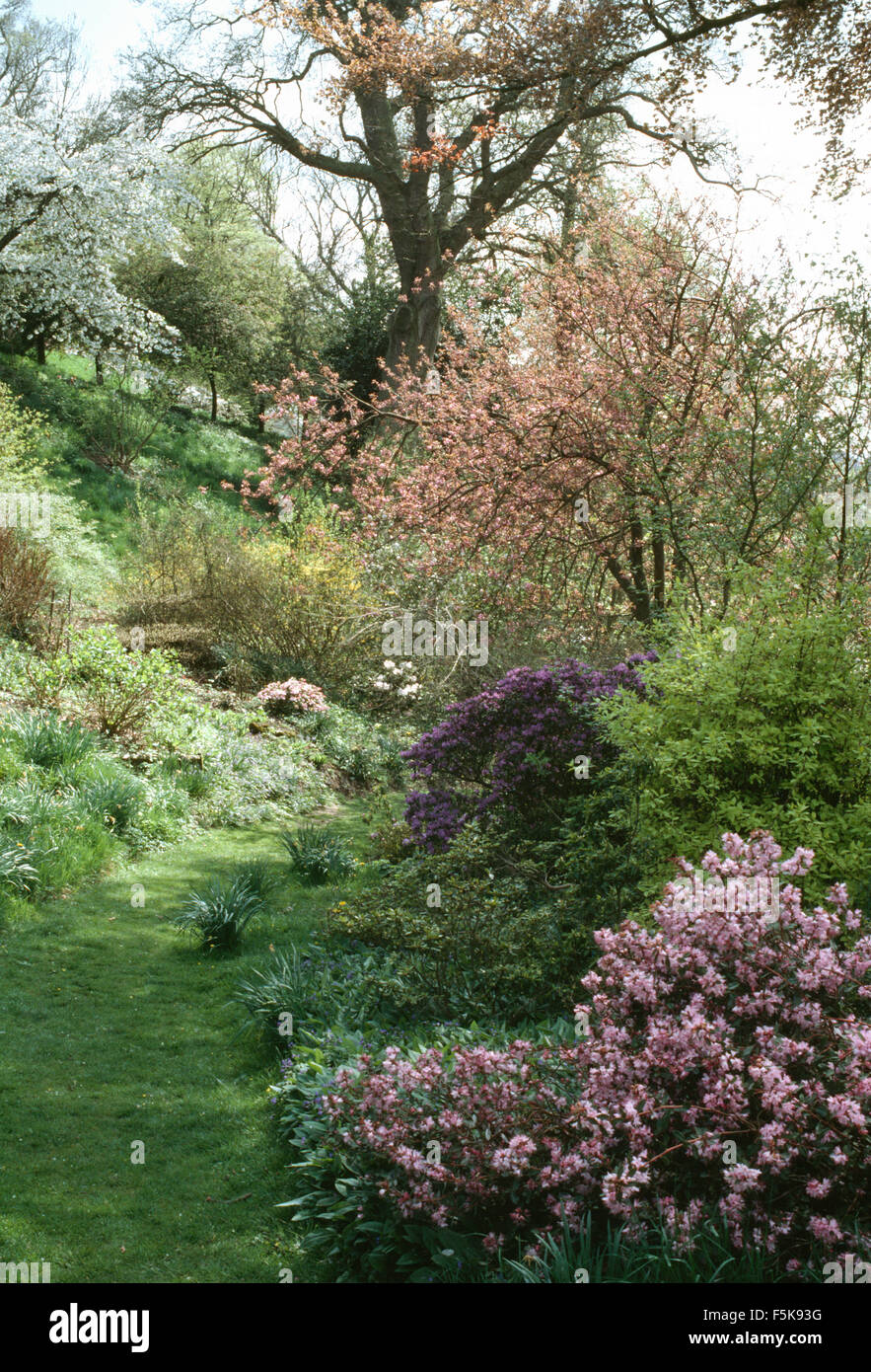 Pink azalea and prunus in border beside grass path in large country ...